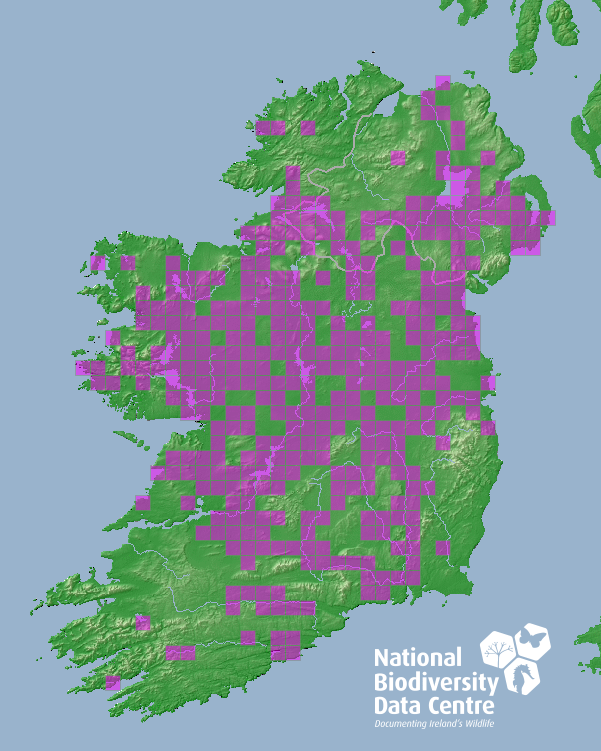 Bithynia (Bithynia) tentaculata (Linnaeus 1758) - Common Bithynia ...