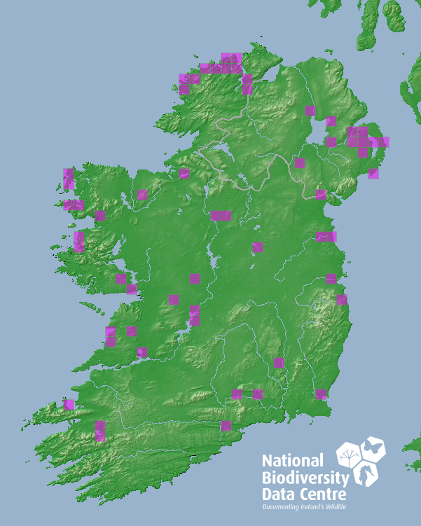 Gyraulus (Torquis) laevis (Alder 1838) - Smooth ramshorn ...