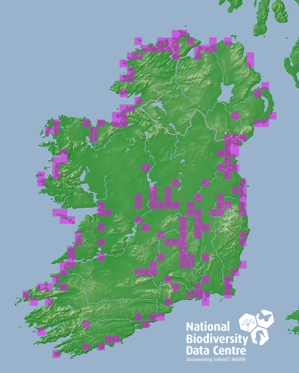 Pupilla (Pupilla) muscorum (Linnaeus 1758) - Moss chrysalis snail ...