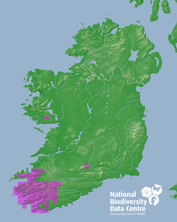 Geomalacus (Geomalacus) maculosus Allman 1843 - Kerry slug ...